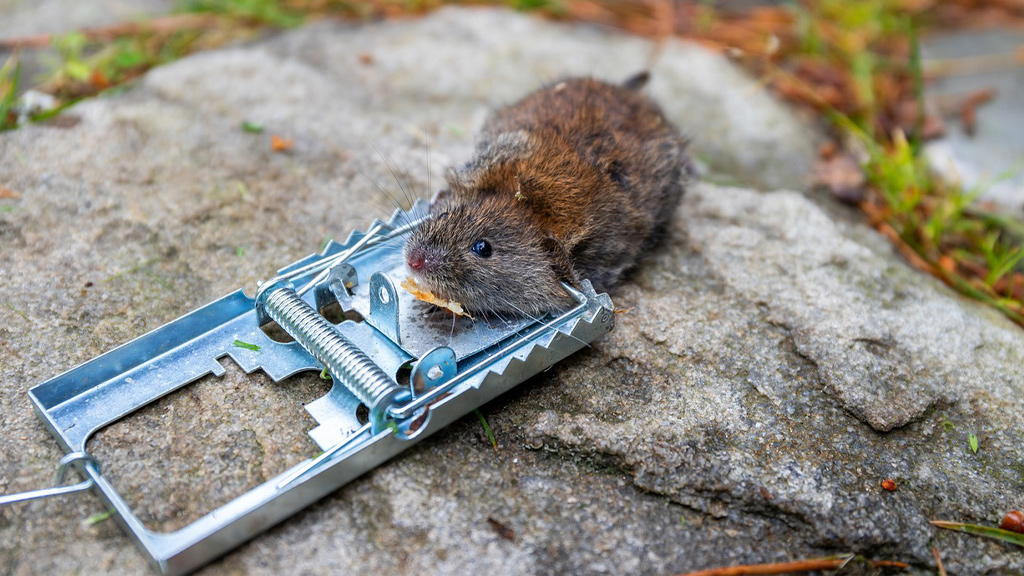 Waterloo Exterminator - Solution Cimex