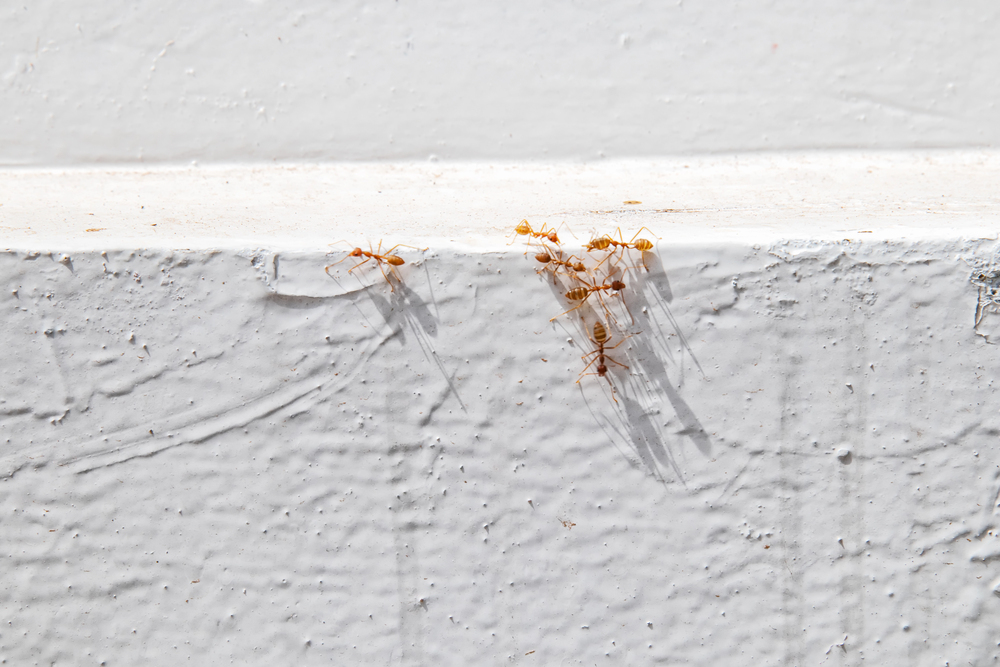 Effective Strategies to Eliminate Ants from Your Home - Solution Cimex