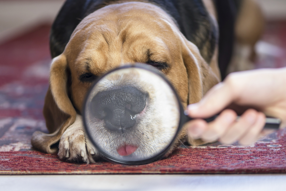 Canine Bed Bug Detection: An Effective Solution - Solution Cimex