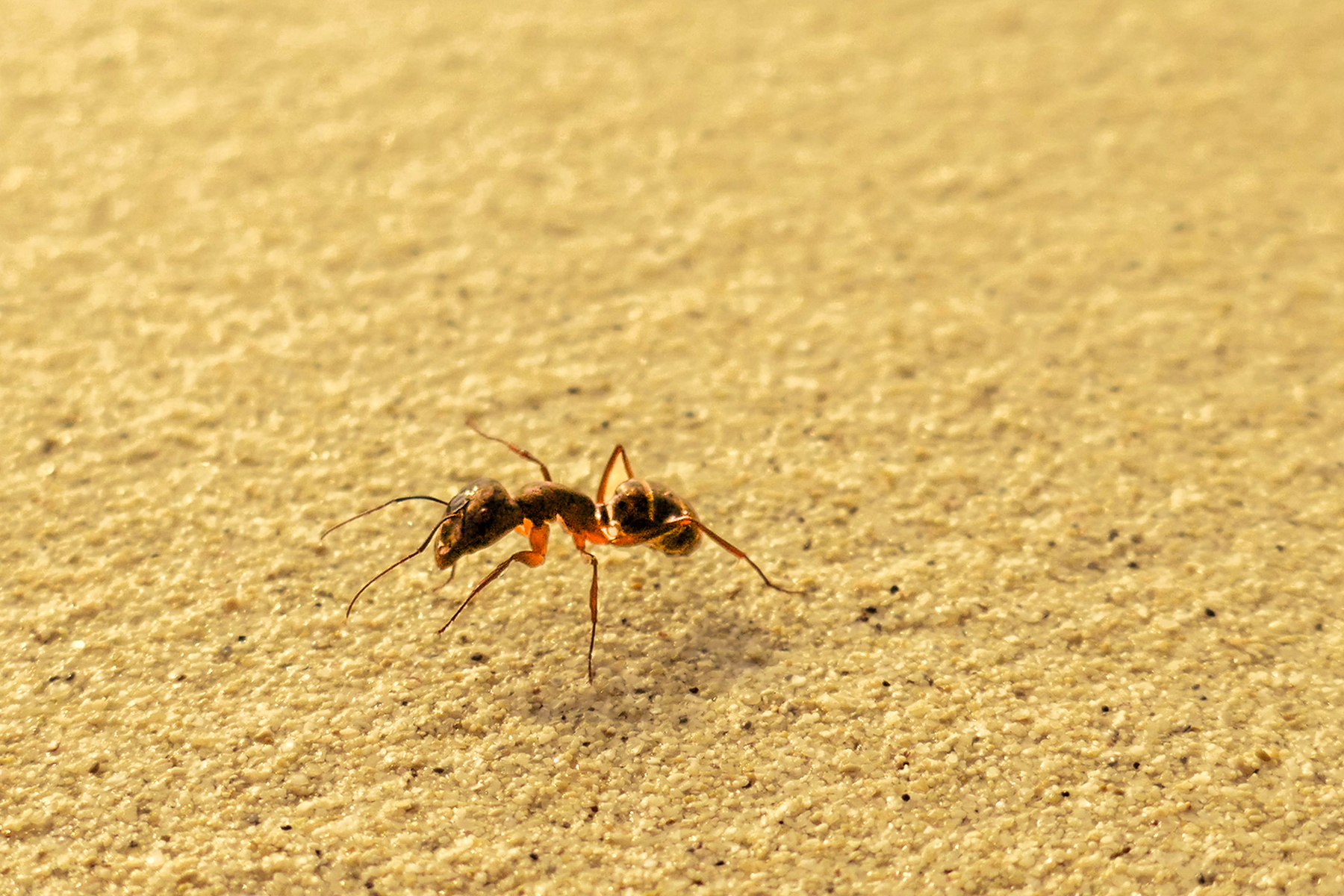 Understanding and Eliminating Carpenter Ants - Solution Cimex